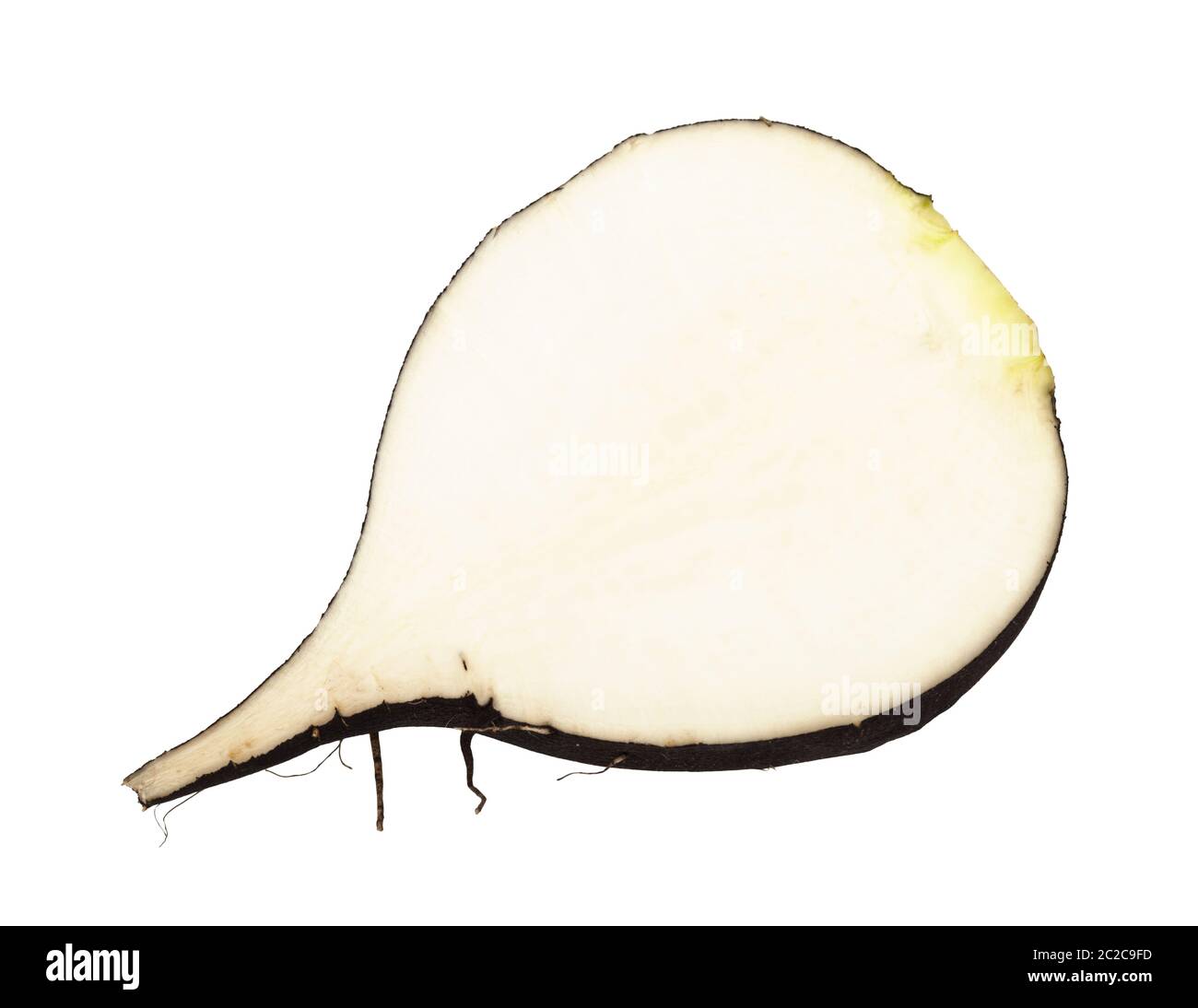 cross section of fresh black radish taproot isolated on white ...