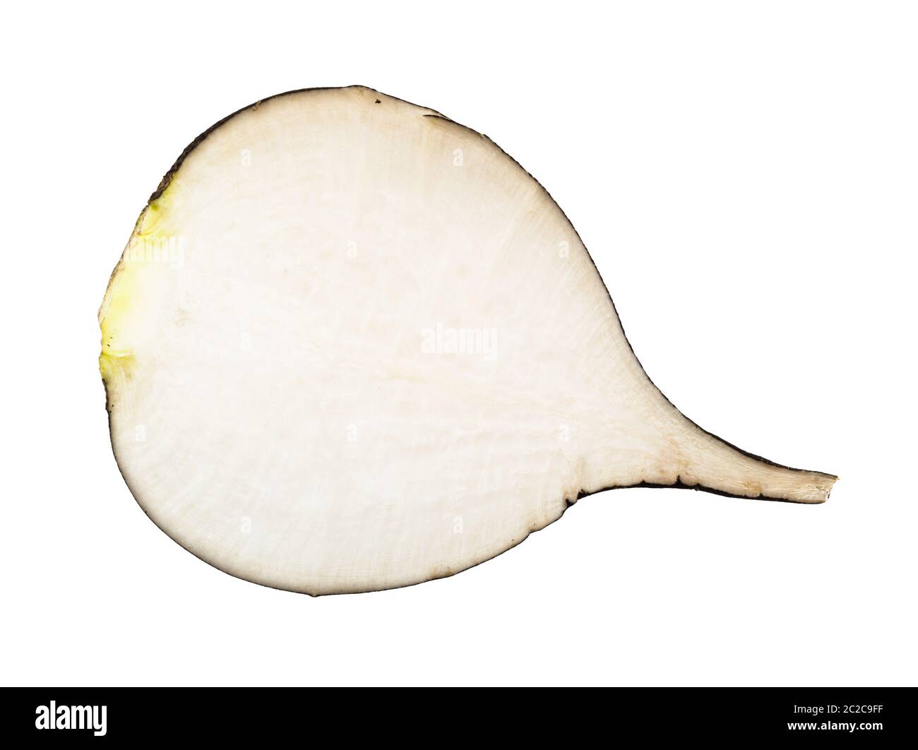 Plant root transverse section hi-res stock photography and images - Alamy