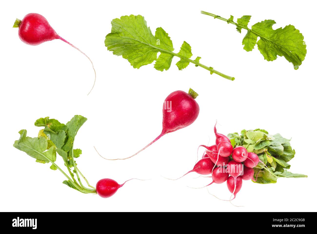 set of organic little red radish taproots isolated on white background ...