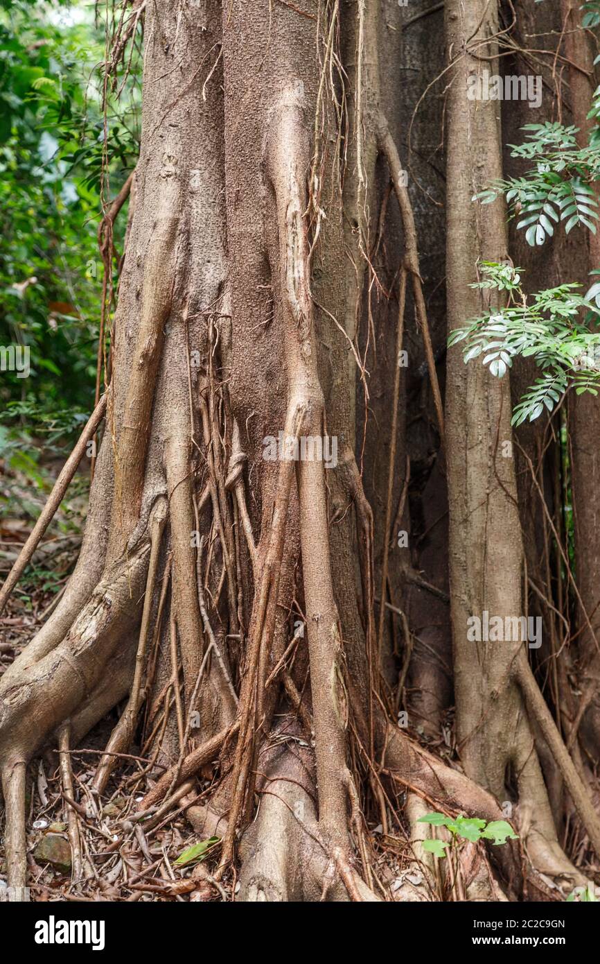 Hanging roots hi-res stock photography and images - Alamy