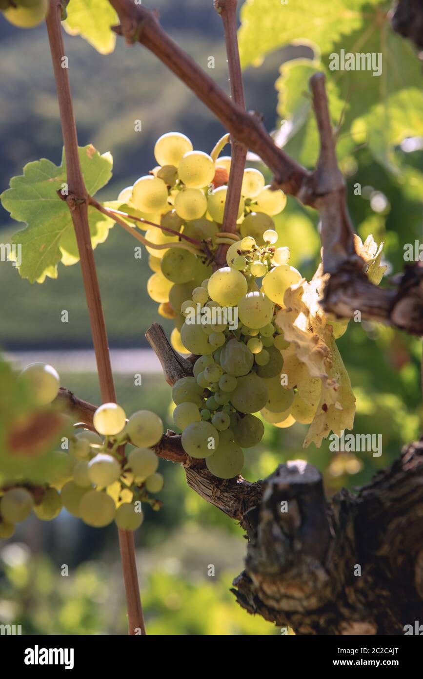 Grape vine wine village vines grape leaves vineyards red wine hi-res ...
