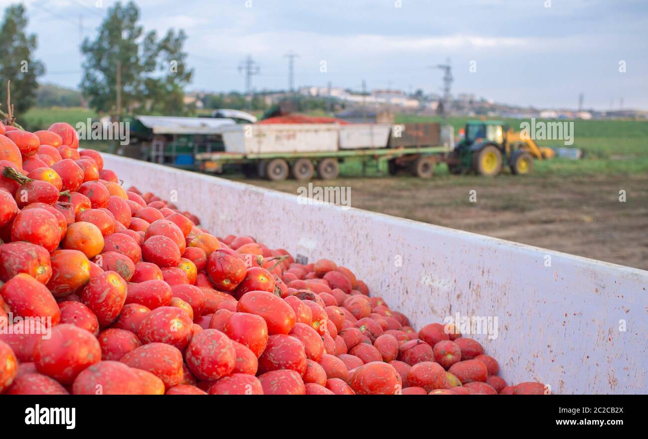 Tomatoes harvesting machine hi-res stock photography and images - Alamy