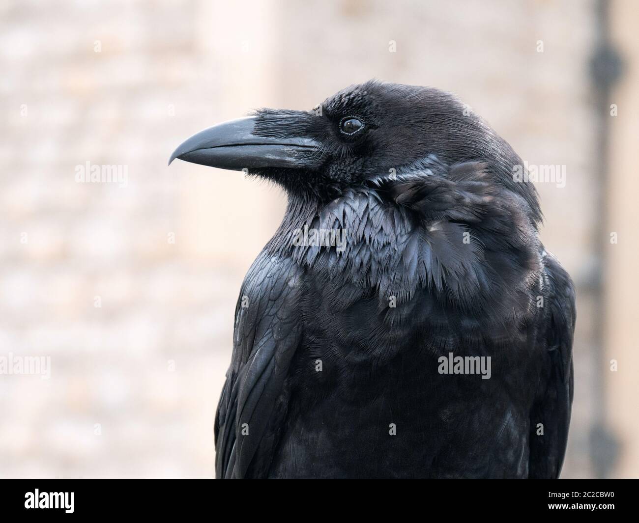 Close up black raven on fence of tower of London. Crow in London. Raven ...