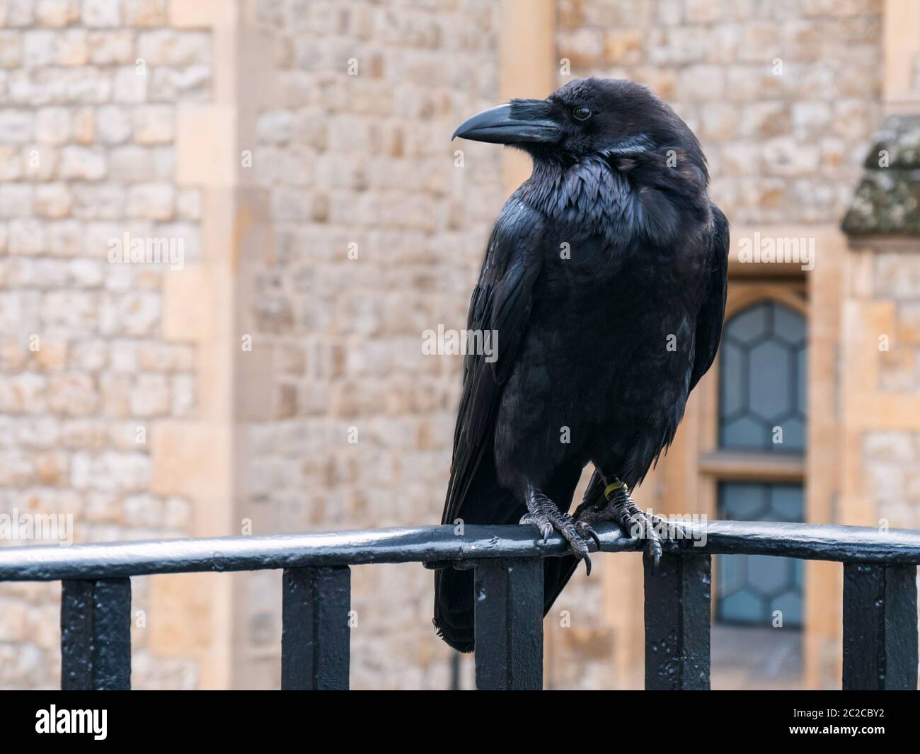 Crows Legend Tower London. Raven at the Tower of London perched on ...