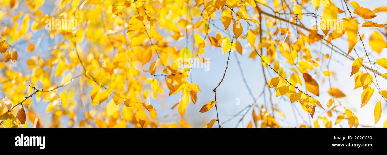 Tree branches with multi colored autumn leaves Stock Photo - Alamy