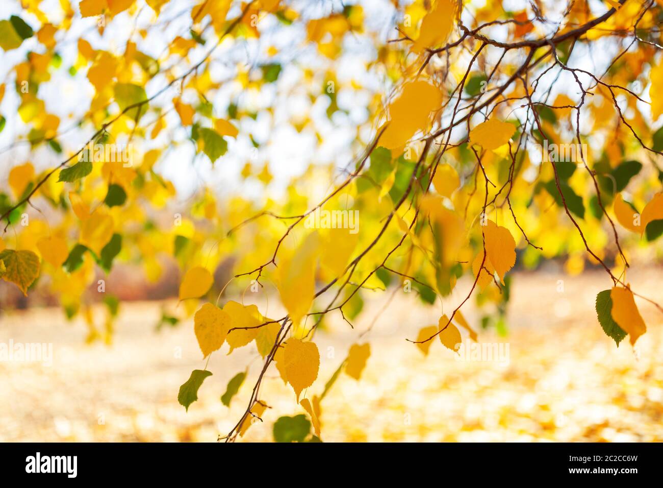 Tree branches with multi colored autumn leaves Stock Photo - Alamy