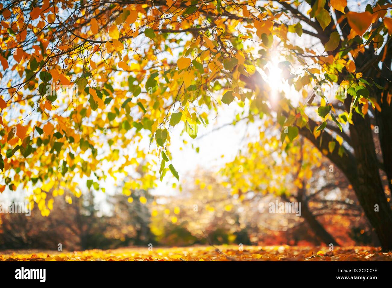 Tree branches with multi colored autumn leaves Stock Photo - Alamy