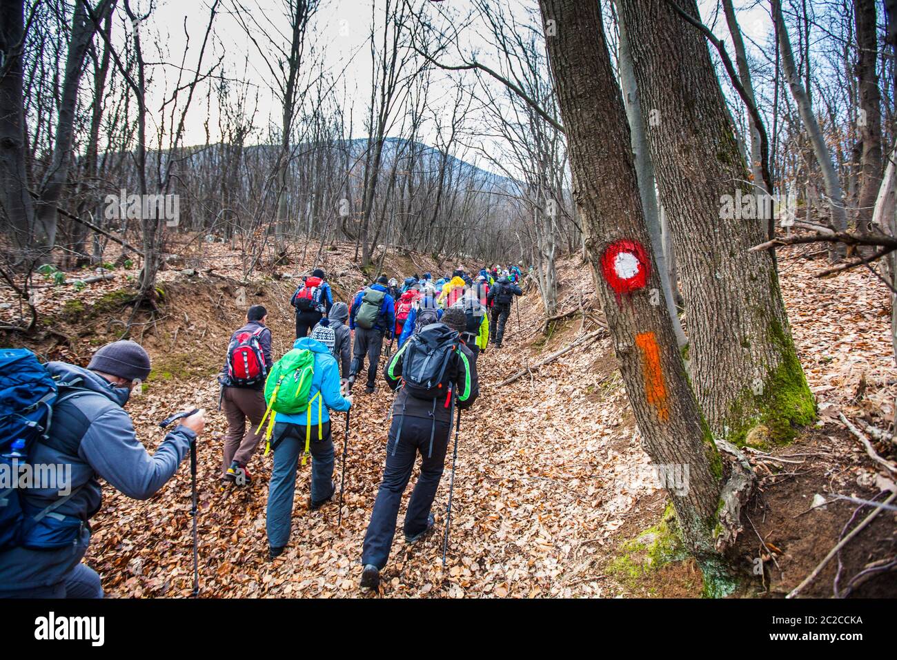 Large group of people hiking in forest. Outdoor nature healthy activity ...
