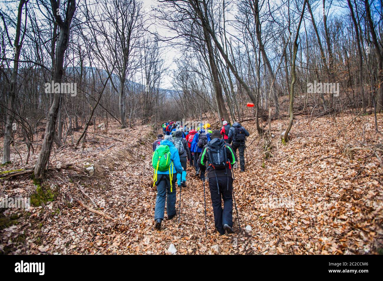 Large group of people hiking in forest. Outdoor nature healthy activity ...