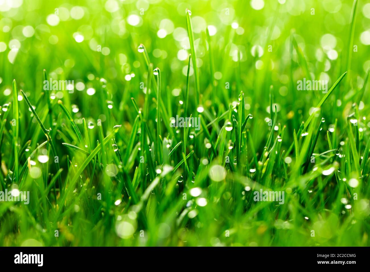 Green grass with water hi-res stock photography and images - Alamy