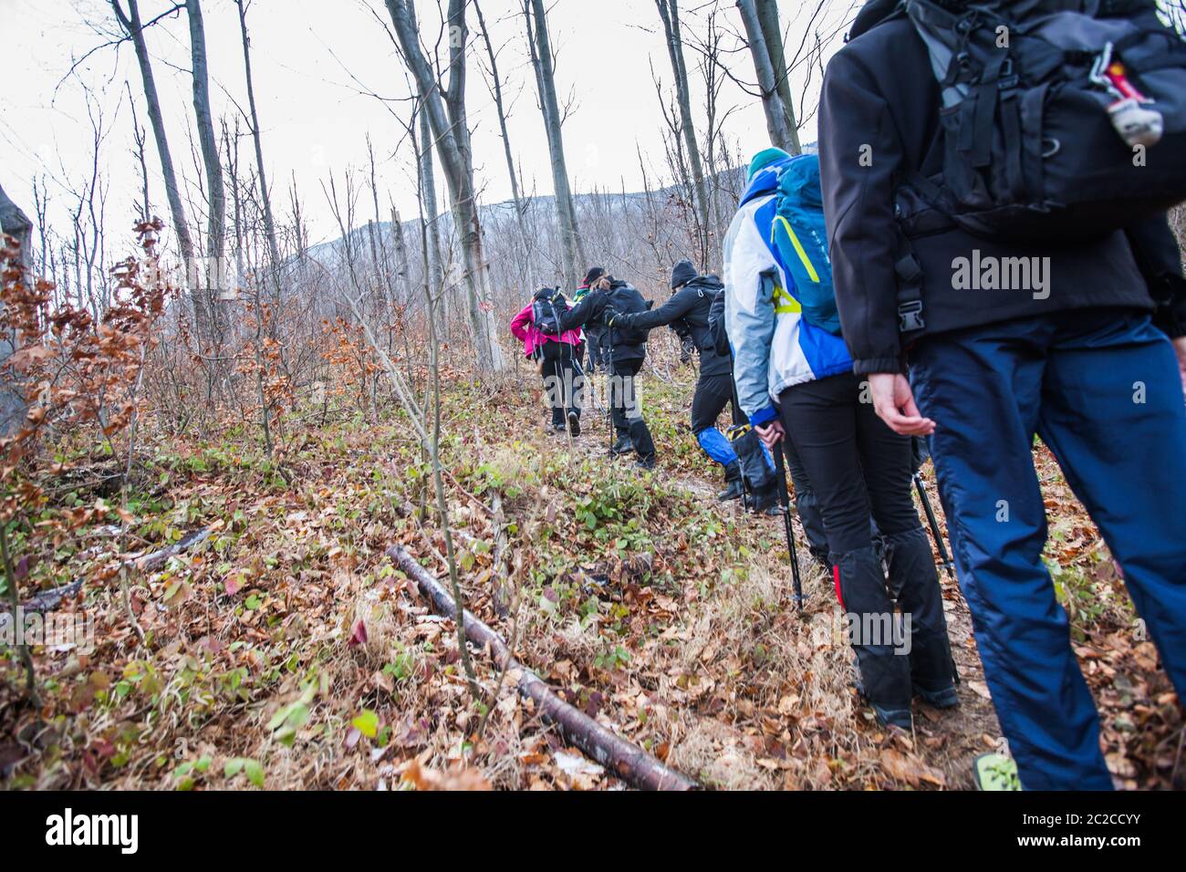 Large group of people hiking in forest. Outdoor nature healthy activity ...