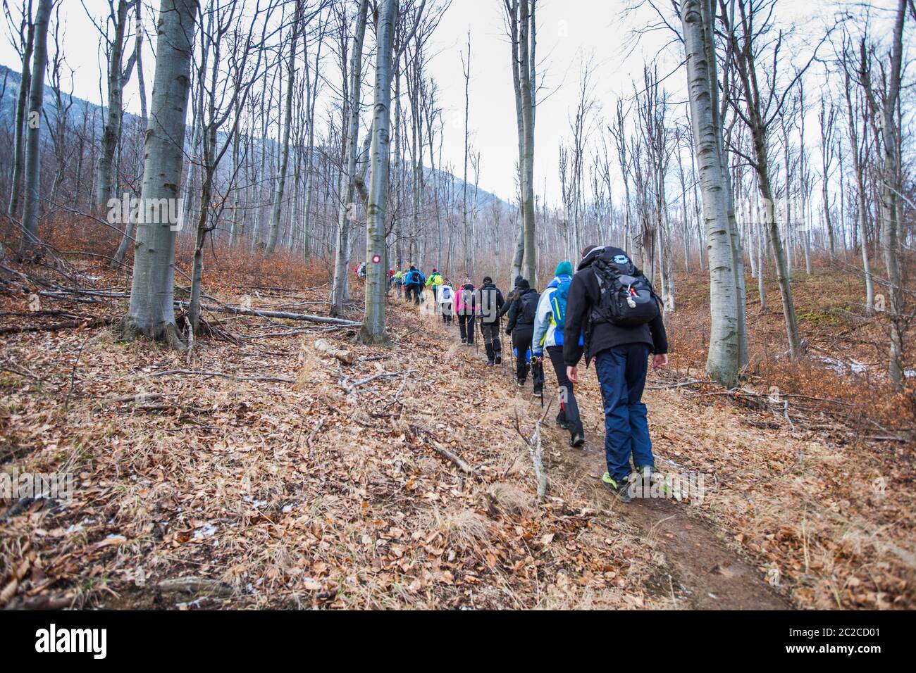 Large group of people hiking in forest. Outdoor nature healthy activity ...