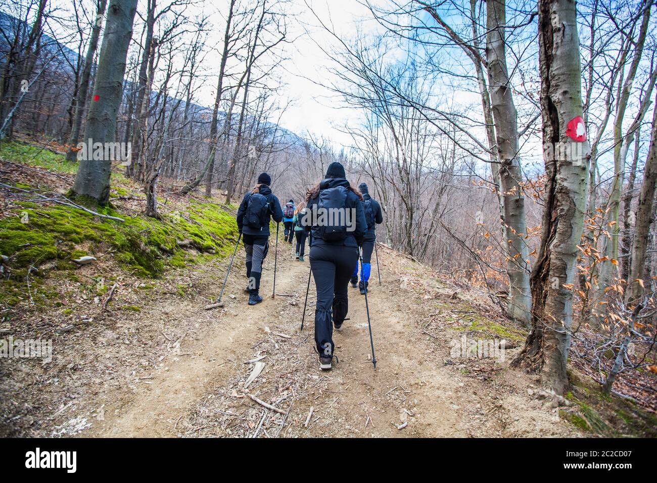 Large group of people hiking in forest. Outdoor nature healthy activity ...