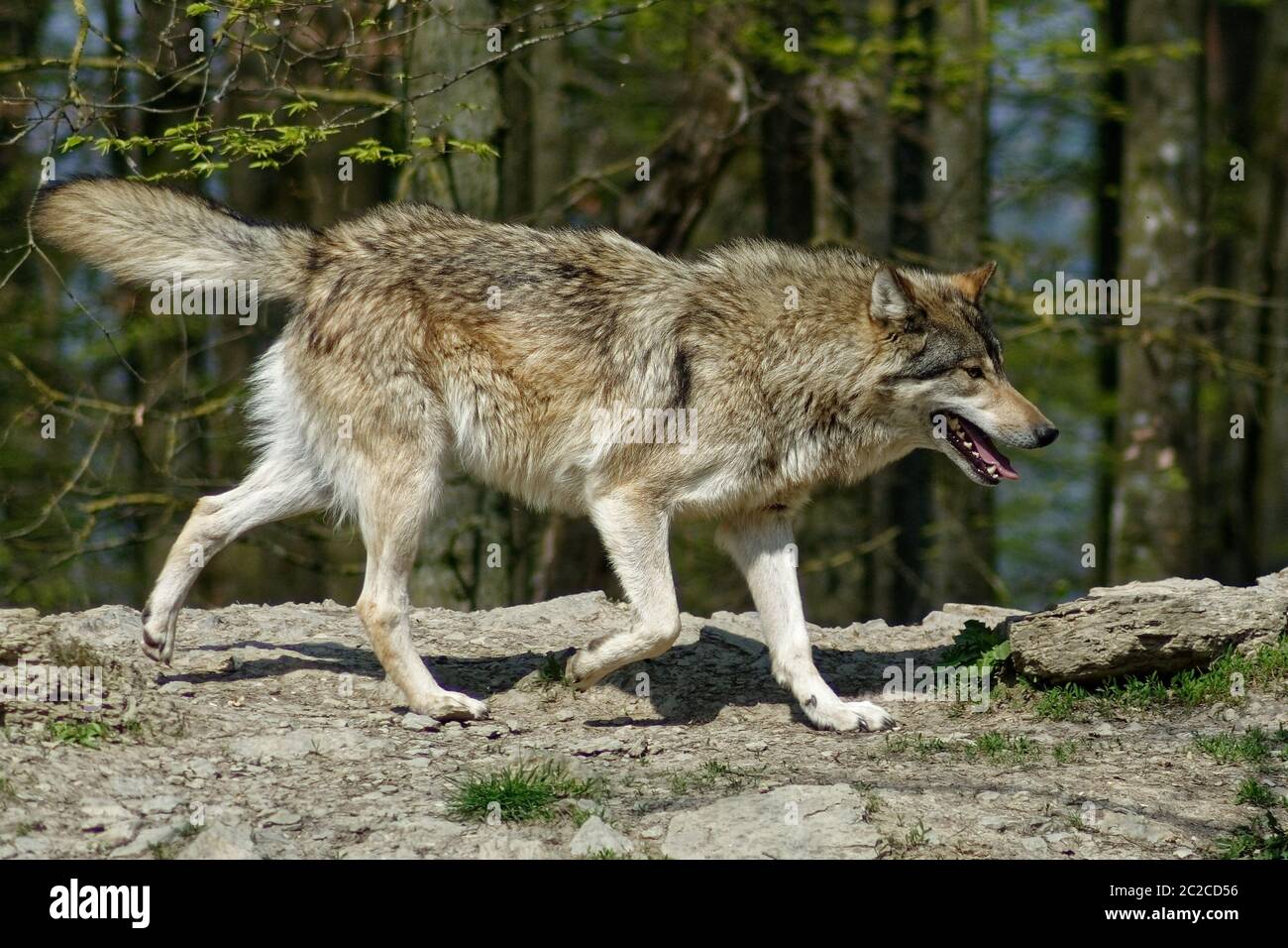 Timberwolf timber wolf hi-res stock photography and images - Alamy