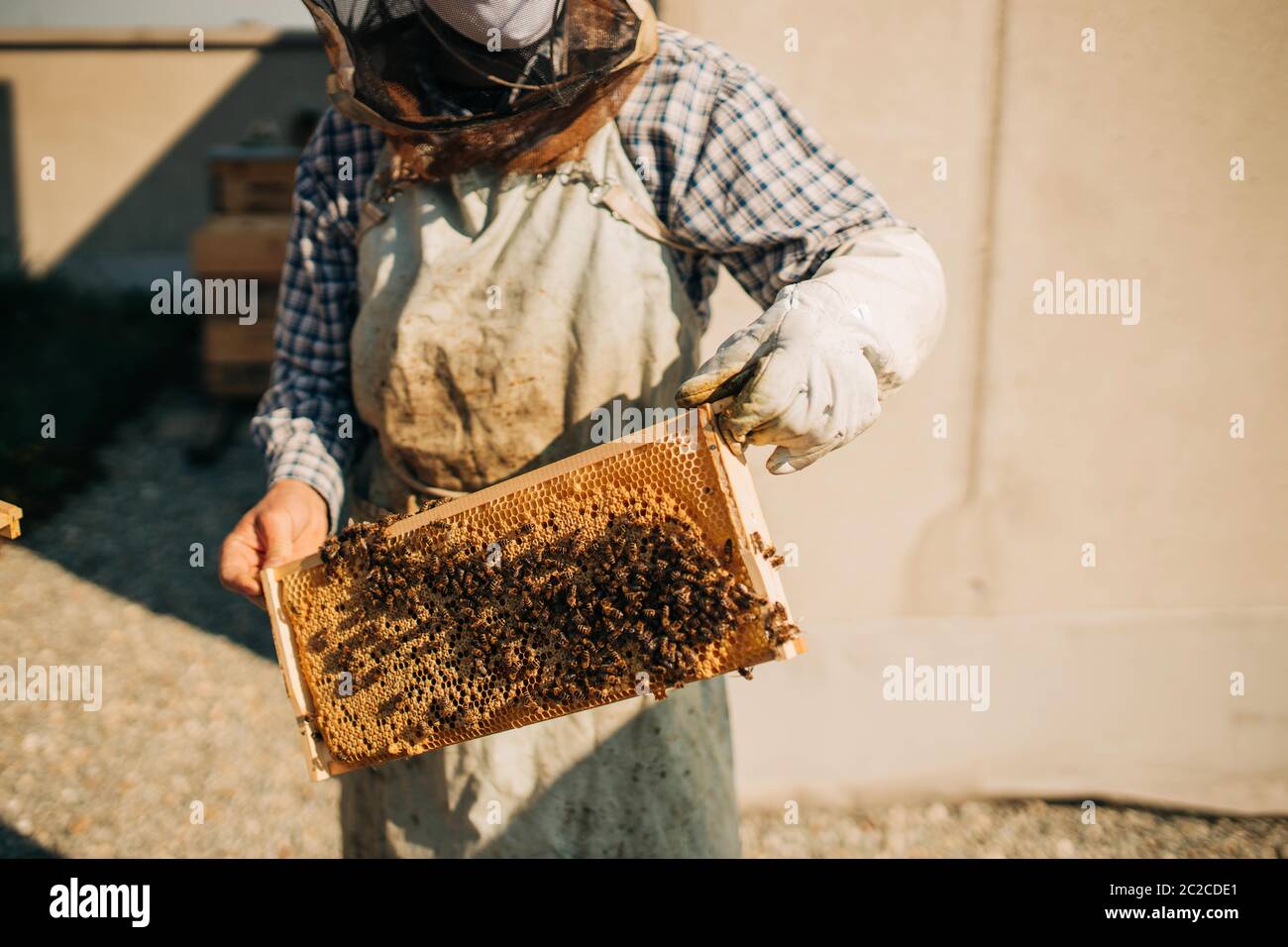 beekeeping in the city on the roof of the building Stock Photo - Alamy