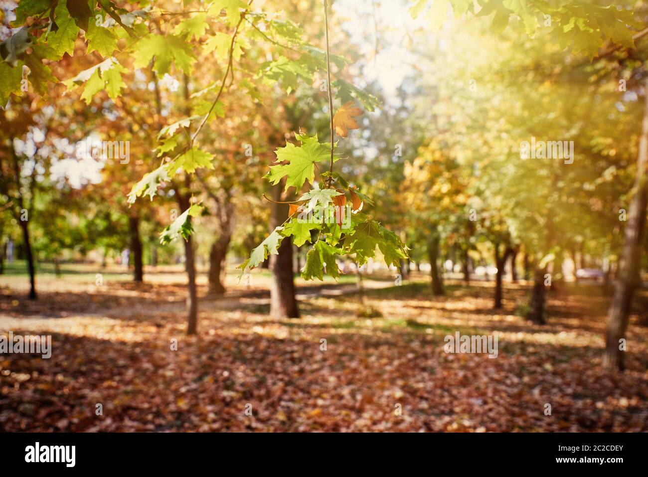 Maple branches with yellow and green leaves. autumn city park with yellowed leaves on the trees ...