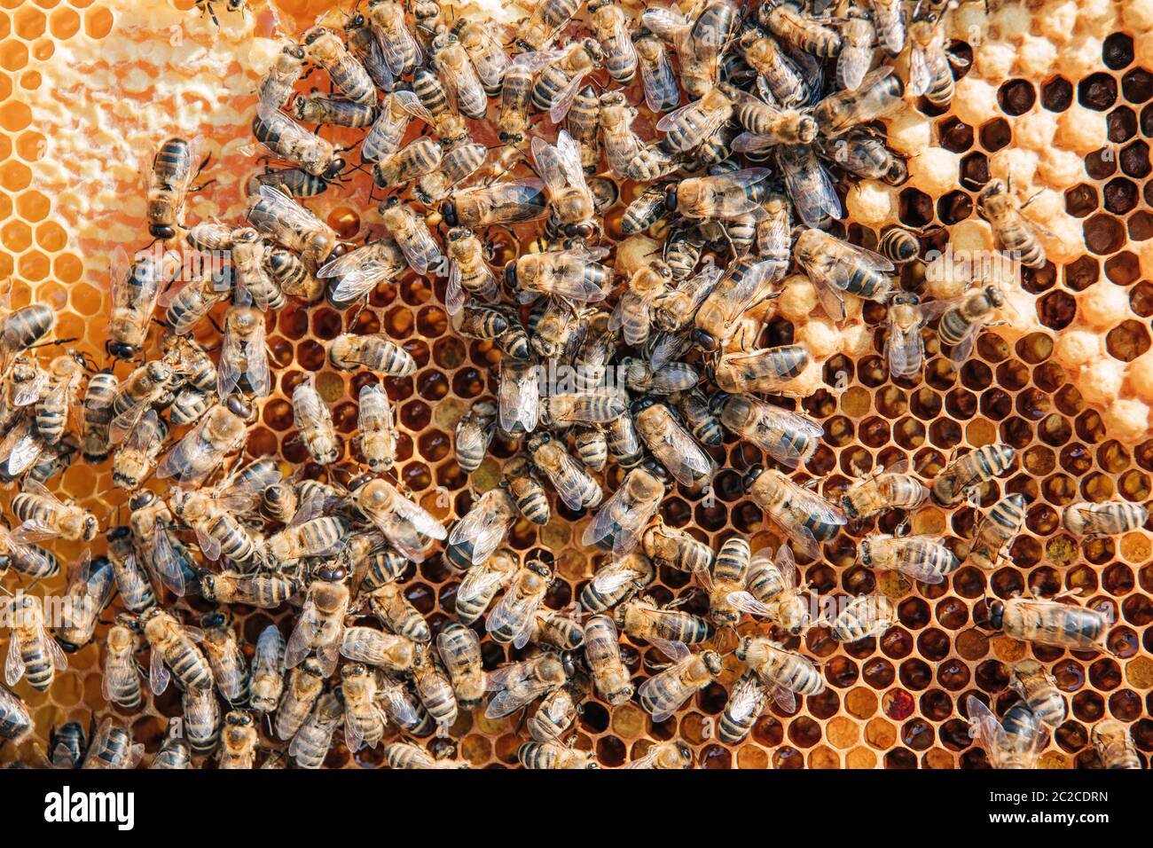 Honey bee building comb hi-res stock photography and images - Alamy