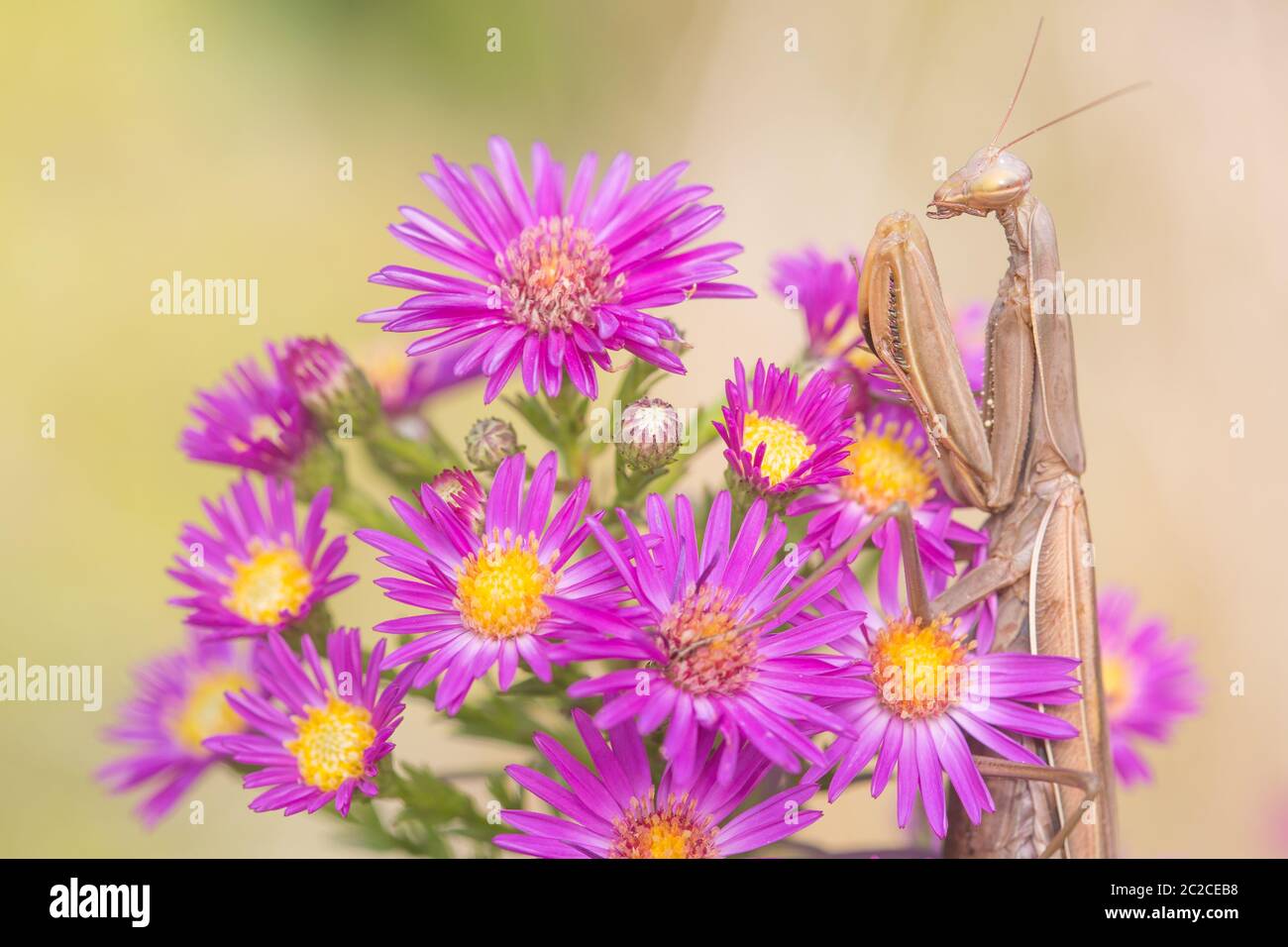 Mantises insects hi-res stock photography and images - Alamy