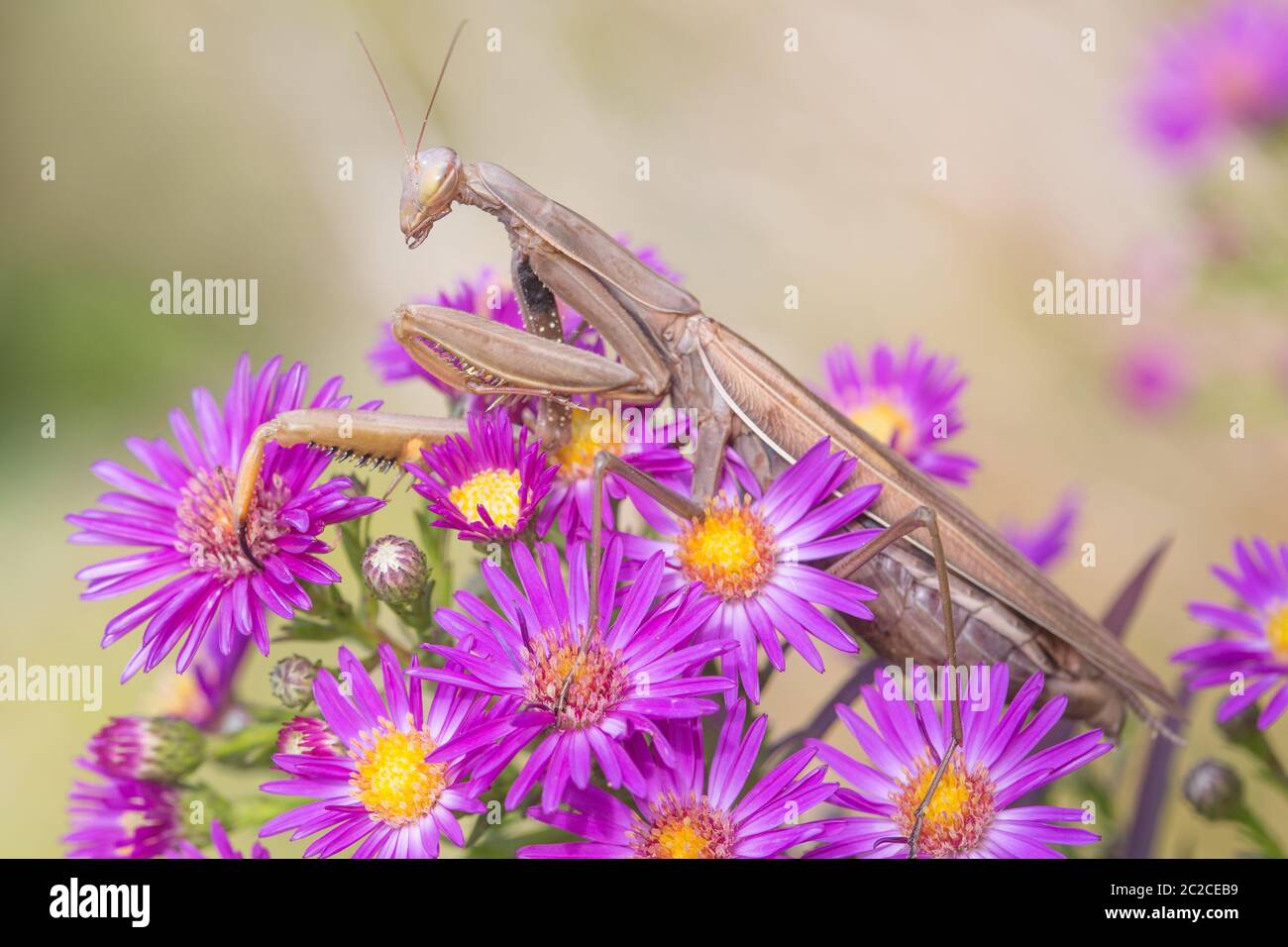 Mantises insects hi-res stock photography and images - Alamy