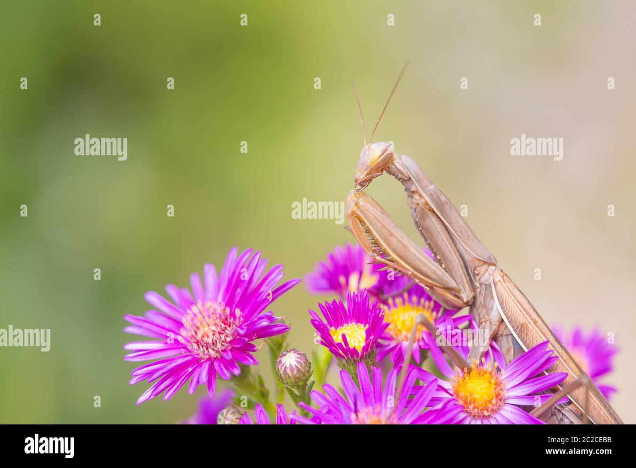 Mantises insects hi-res stock photography and images - Alamy
