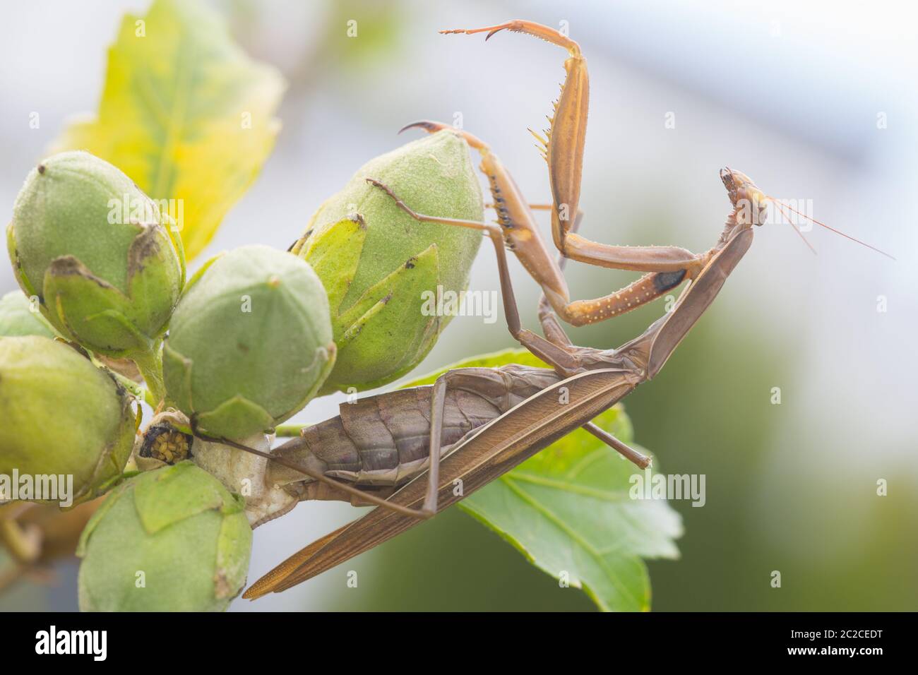 Mantises insects hi-res stock photography and images - Alamy