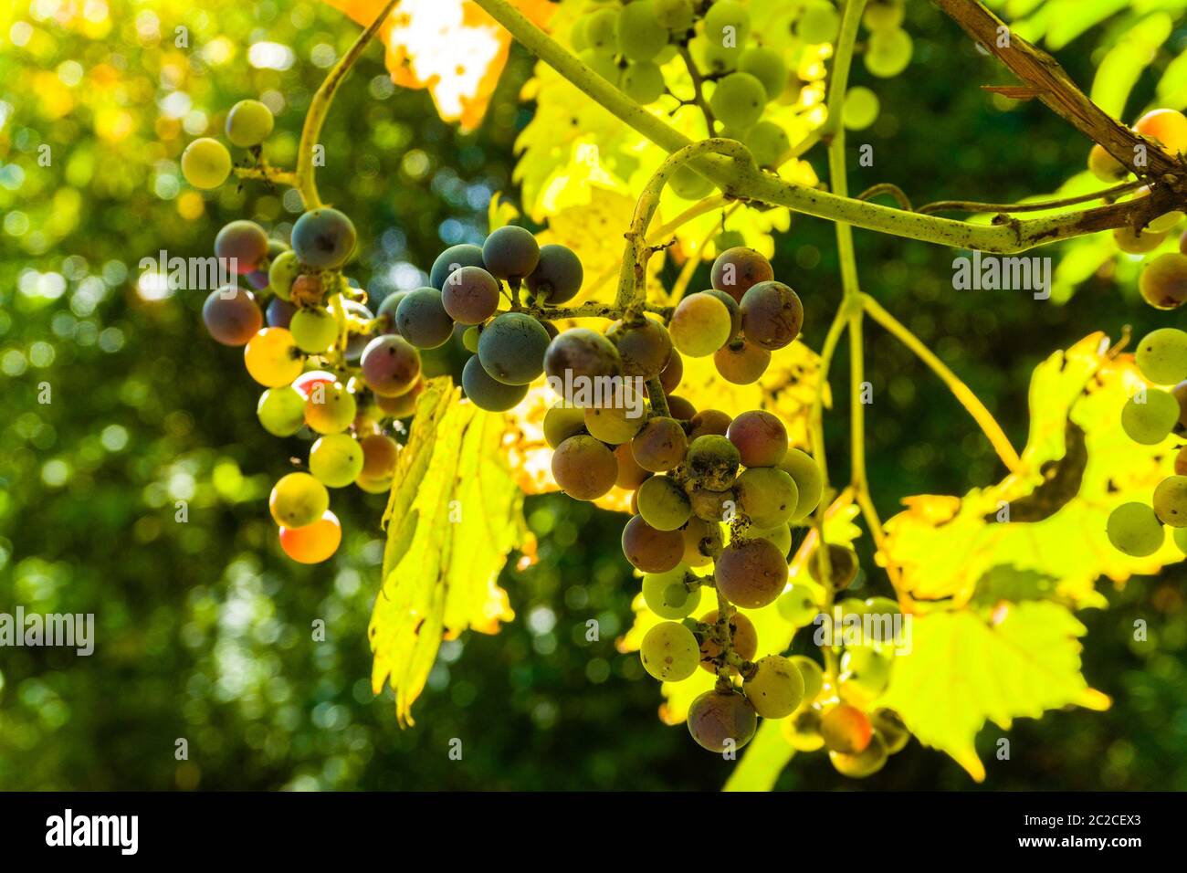 Trying to ripen hi-res stock photography and images - Alamy