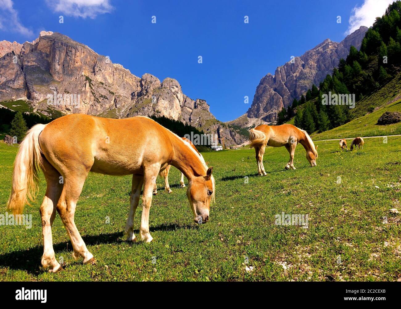 Alpen meadow hi-res stock photography and images - Alamy