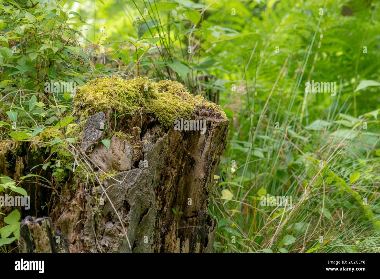 German Moor forest landscape with fern, grass and deciduous trees in ...