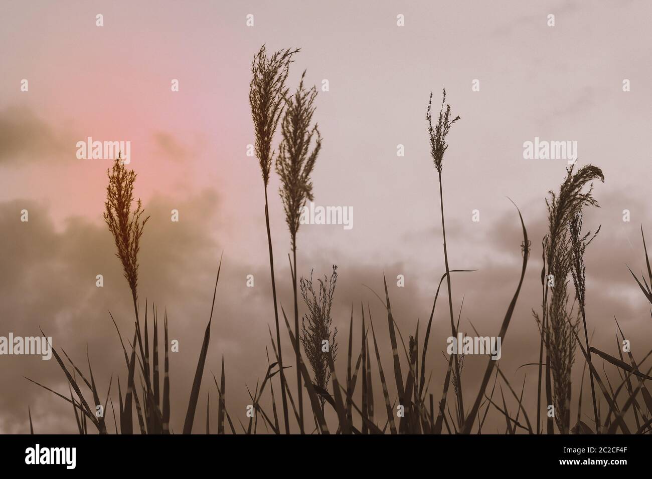 Grasses in the Wind Stock Photo - Alamy