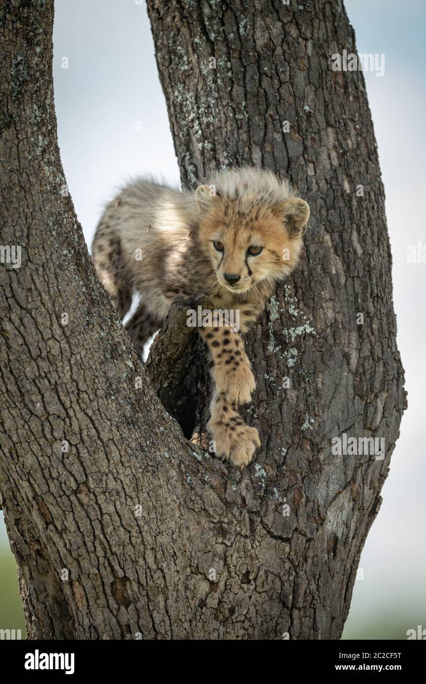 Cheetah cub stands looking down from tree Stock Photo - Alamy