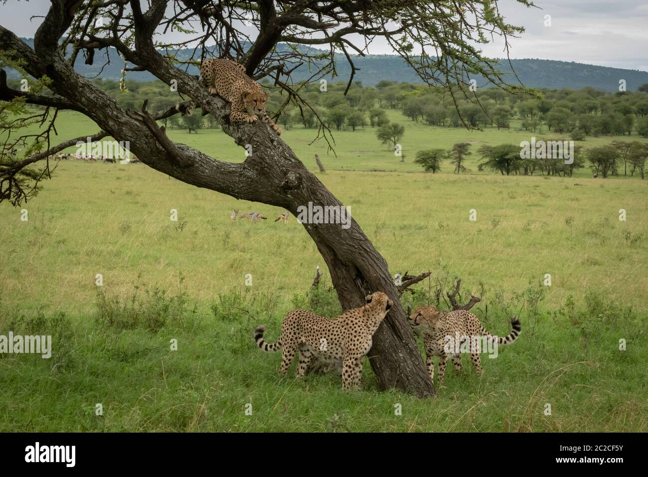 Cheetah family tree hi-res stock photography and images - Alamy