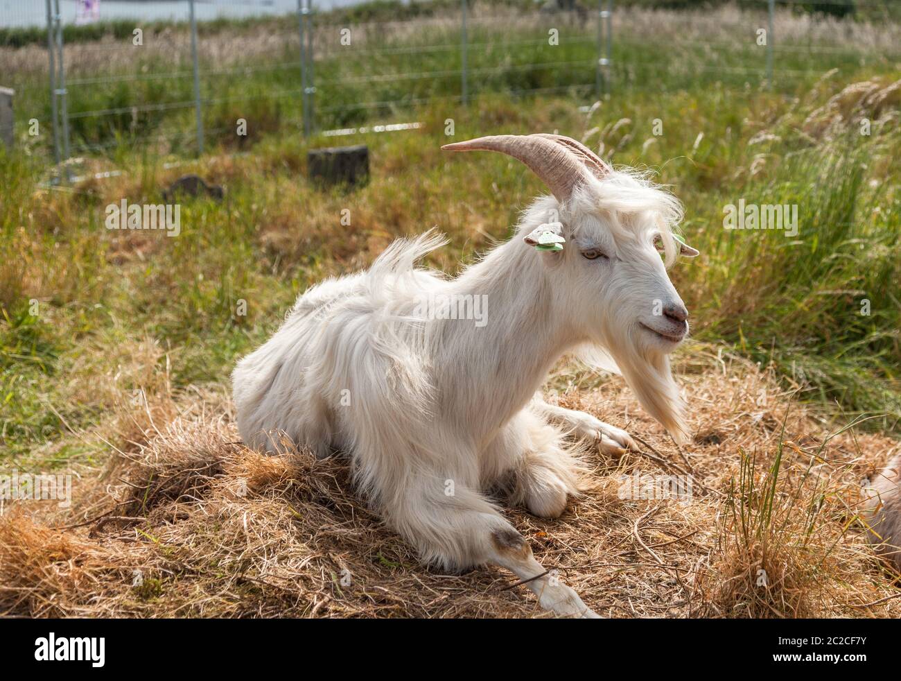 Old irish goat hi-res stock photography and images - Alamy