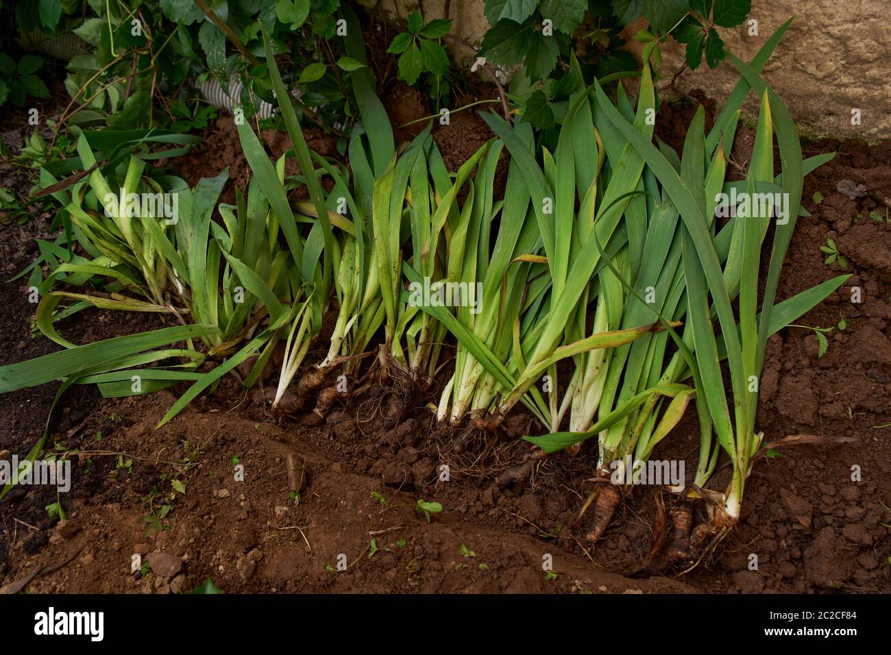 Green plant with roots ready for planting Stock Photo - Alamy