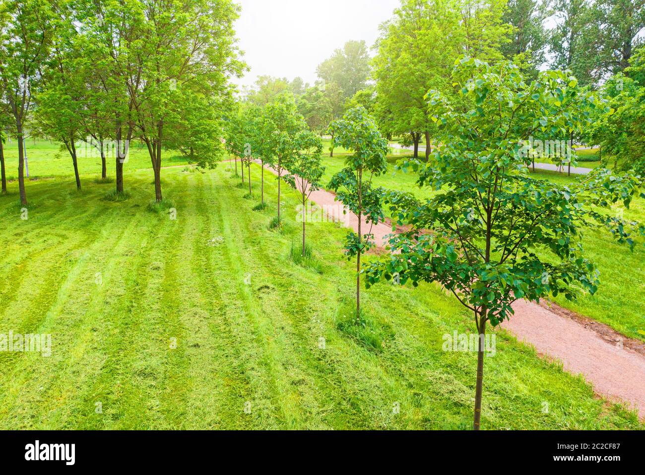 Summer park with a row of young trees along a trimmed lawn walking path ...