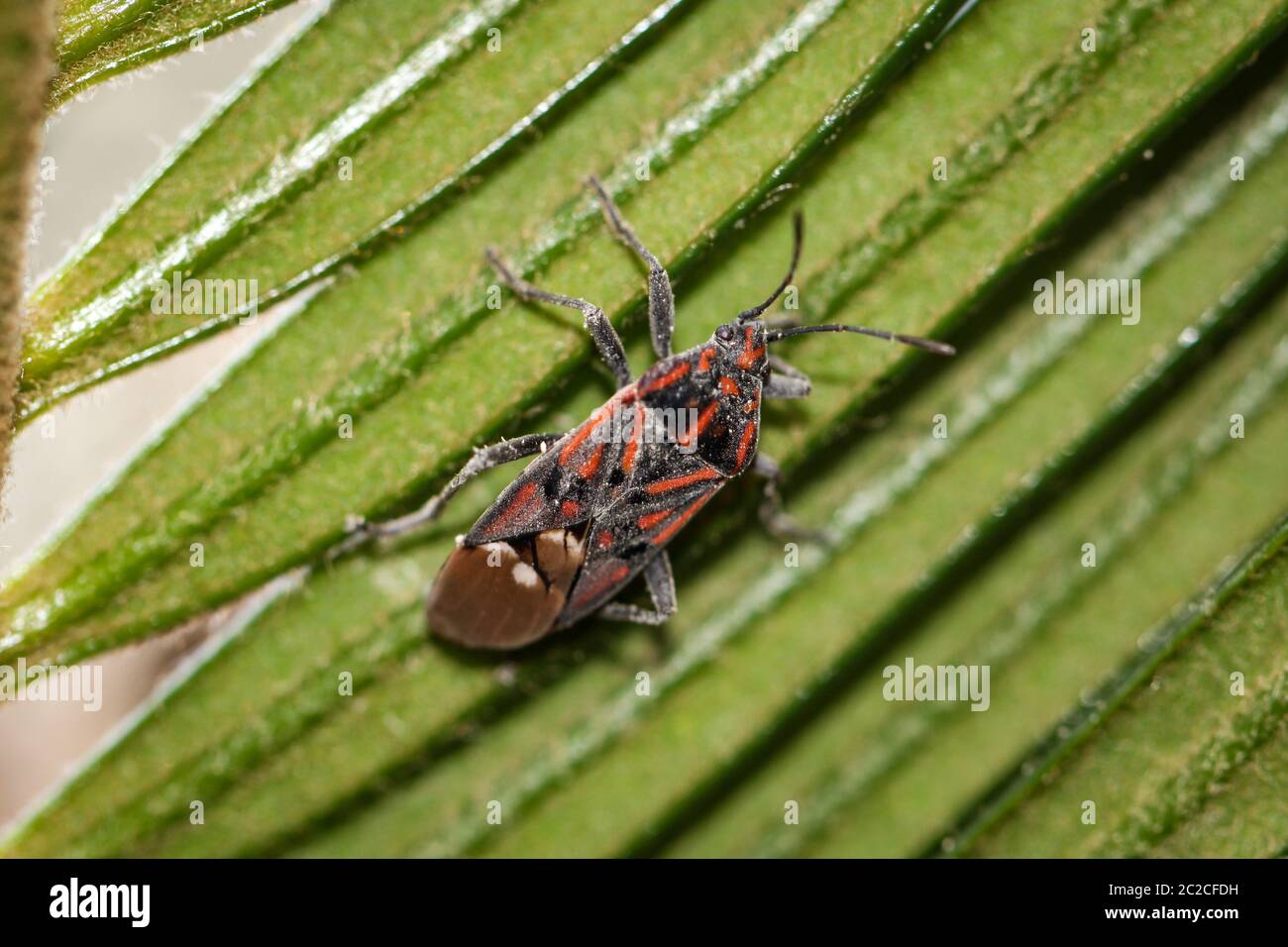 Thistle shield beetle hi-res stock photography and images - Alamy