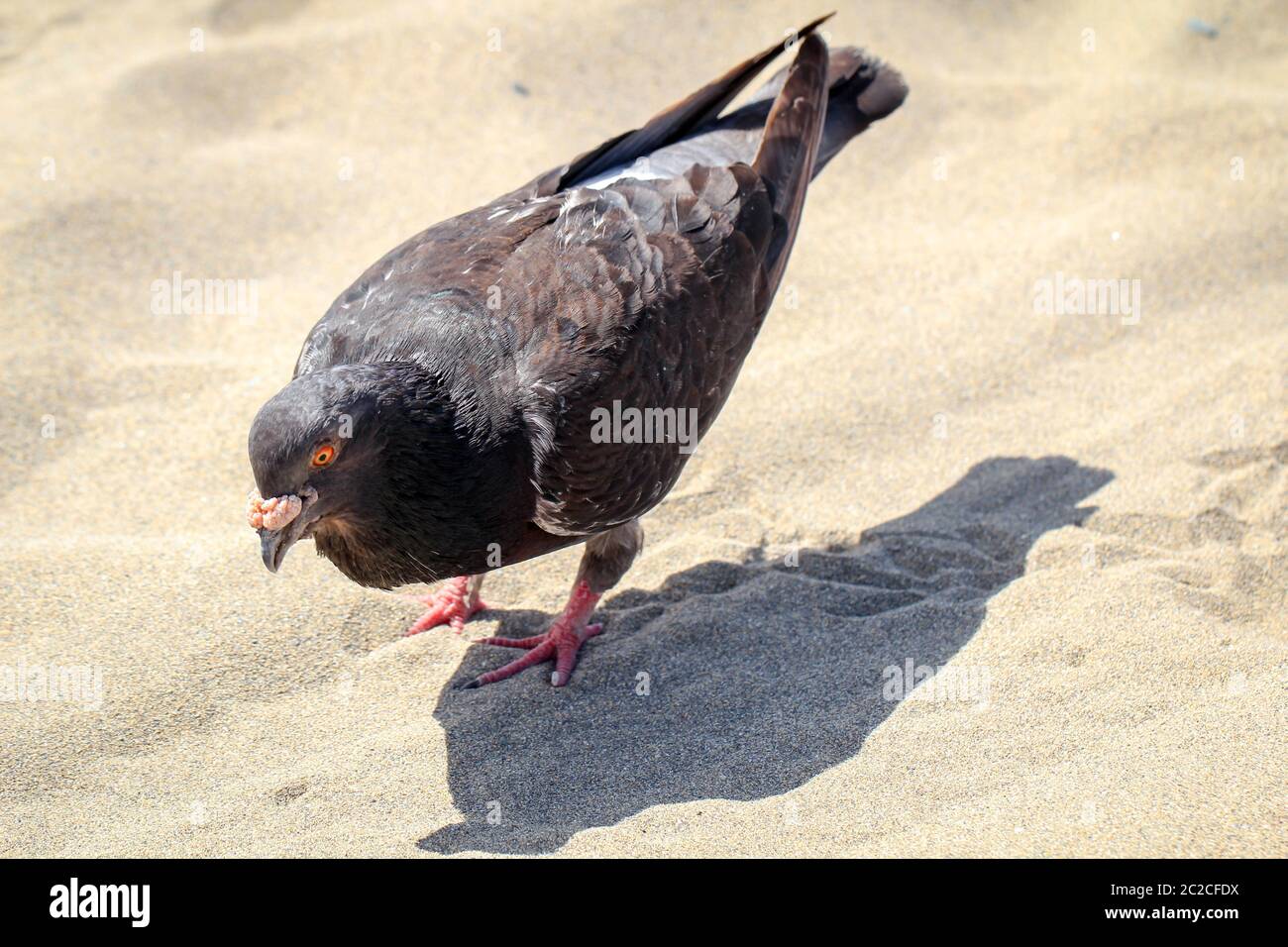 potrait of a dove on the beach Stock Photo - Alamy