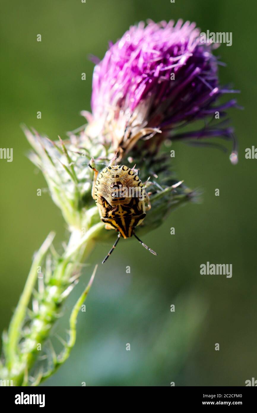 A bug or beetle on a plant Stock Photo - Alamy