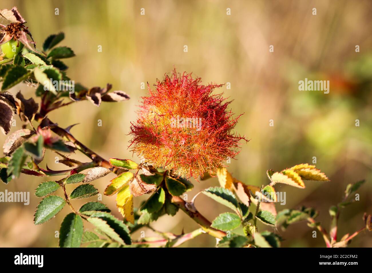 a close up of a rose bile on a plant Stock Photo - Alamy