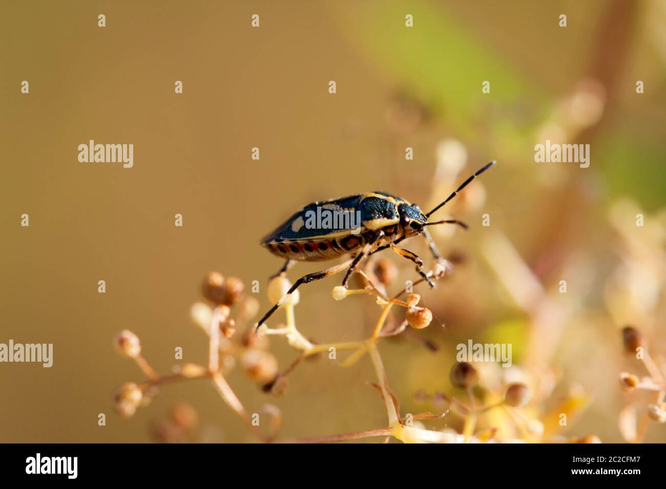 A bug or beetle on a plant Stock Photo - Alamy