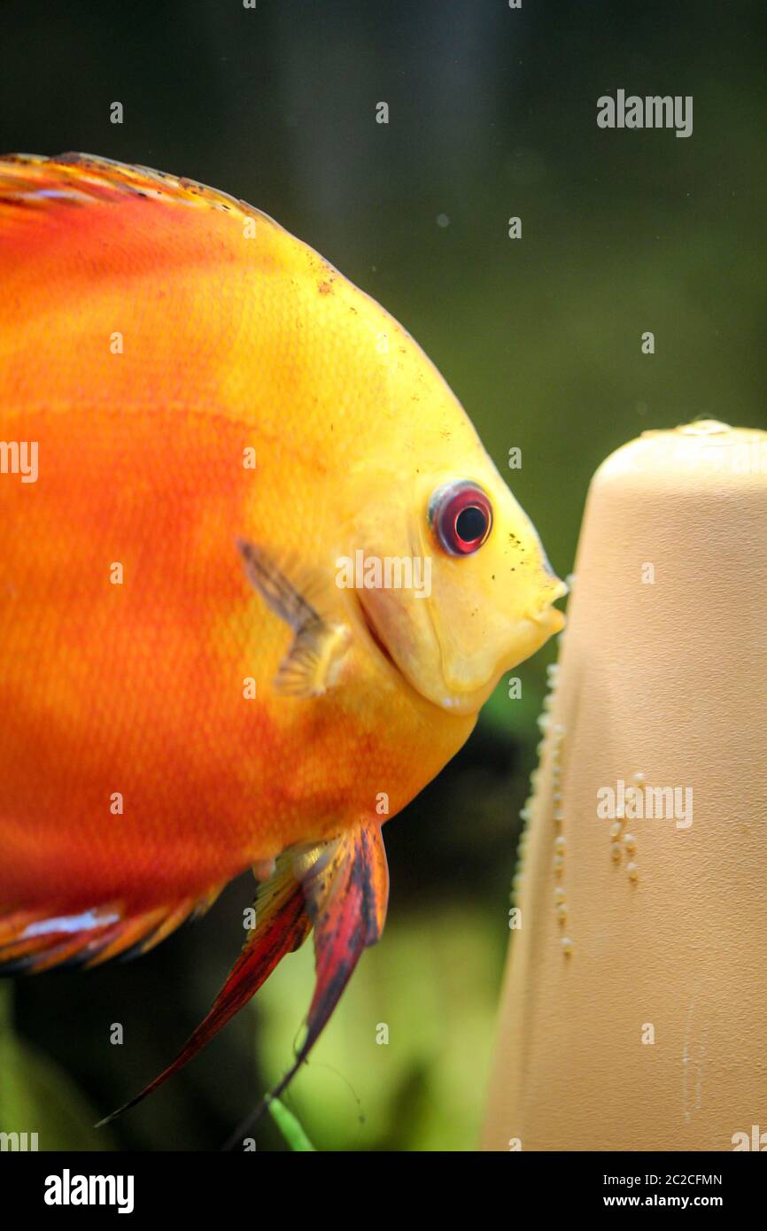 Portrait o a discus fish in the aquarium Stock Photo - Alamy