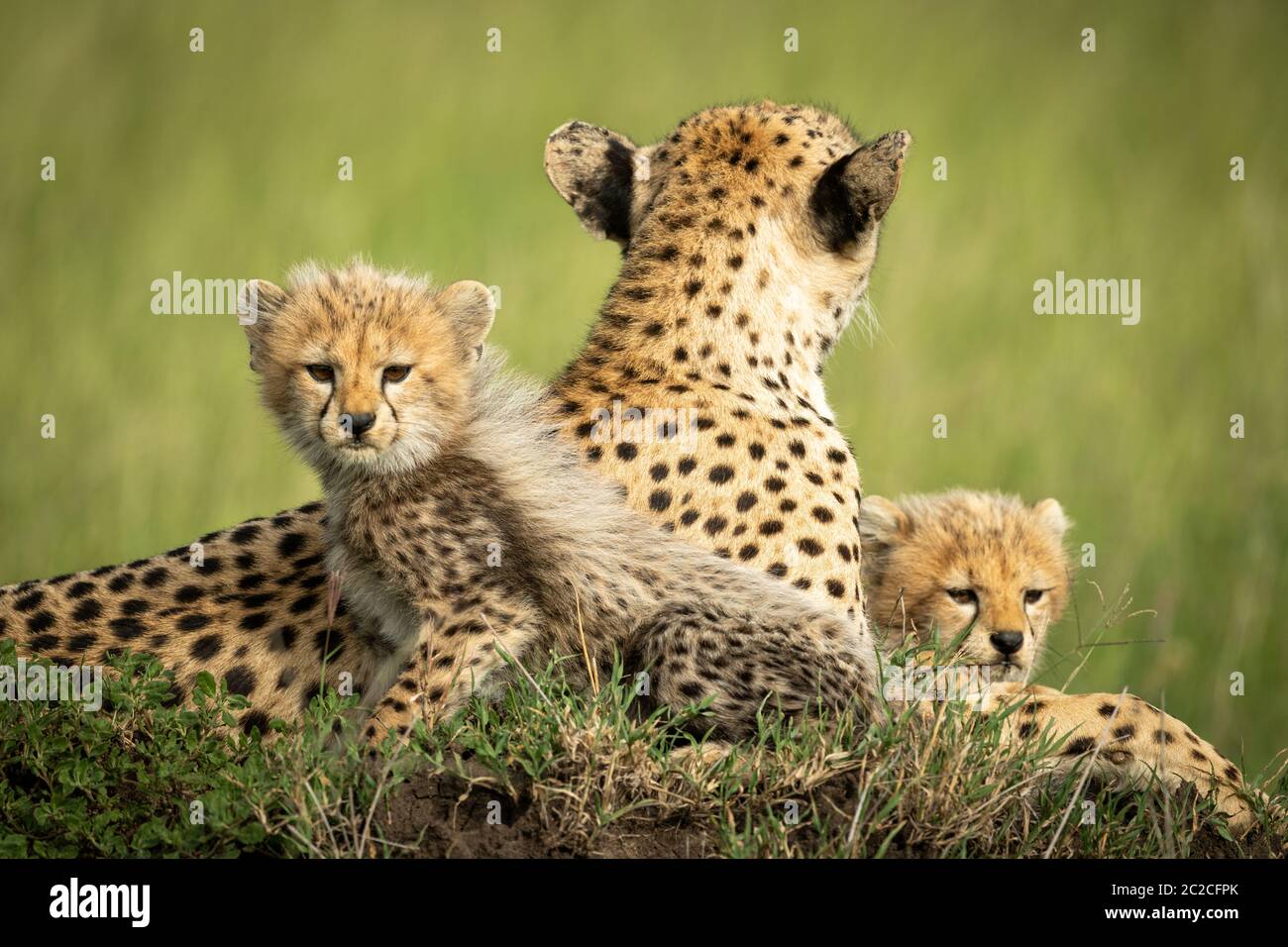 Cheetah cubs lie on mound with mother Stock Photo - Alamy
