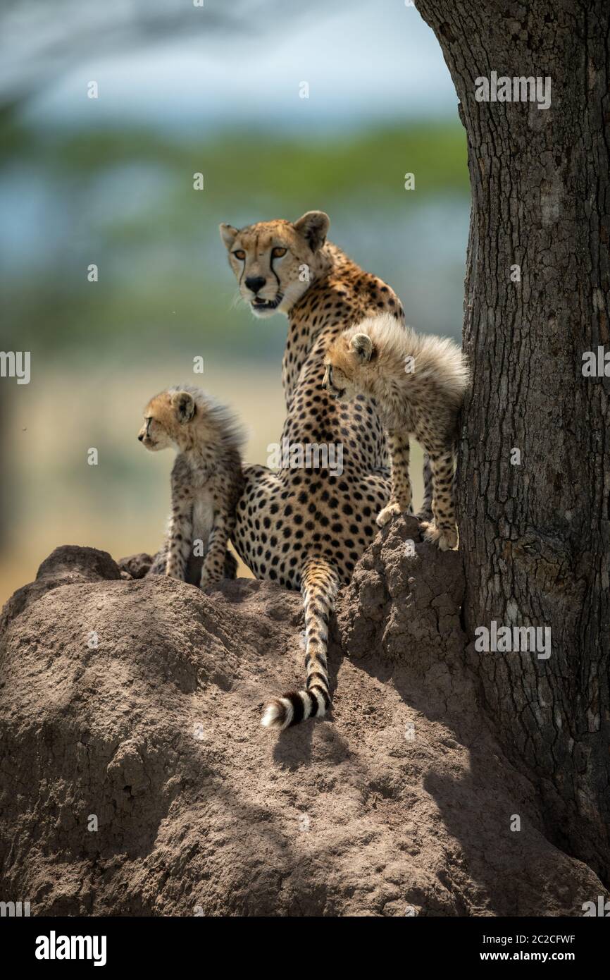 Cheetah cubs sit on mound with mother Stock Photo - Alamy