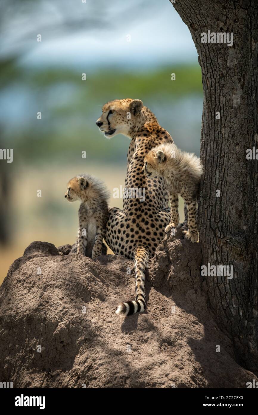 Cheetah cubs sit on mound by mother Stock Photo - Alamy