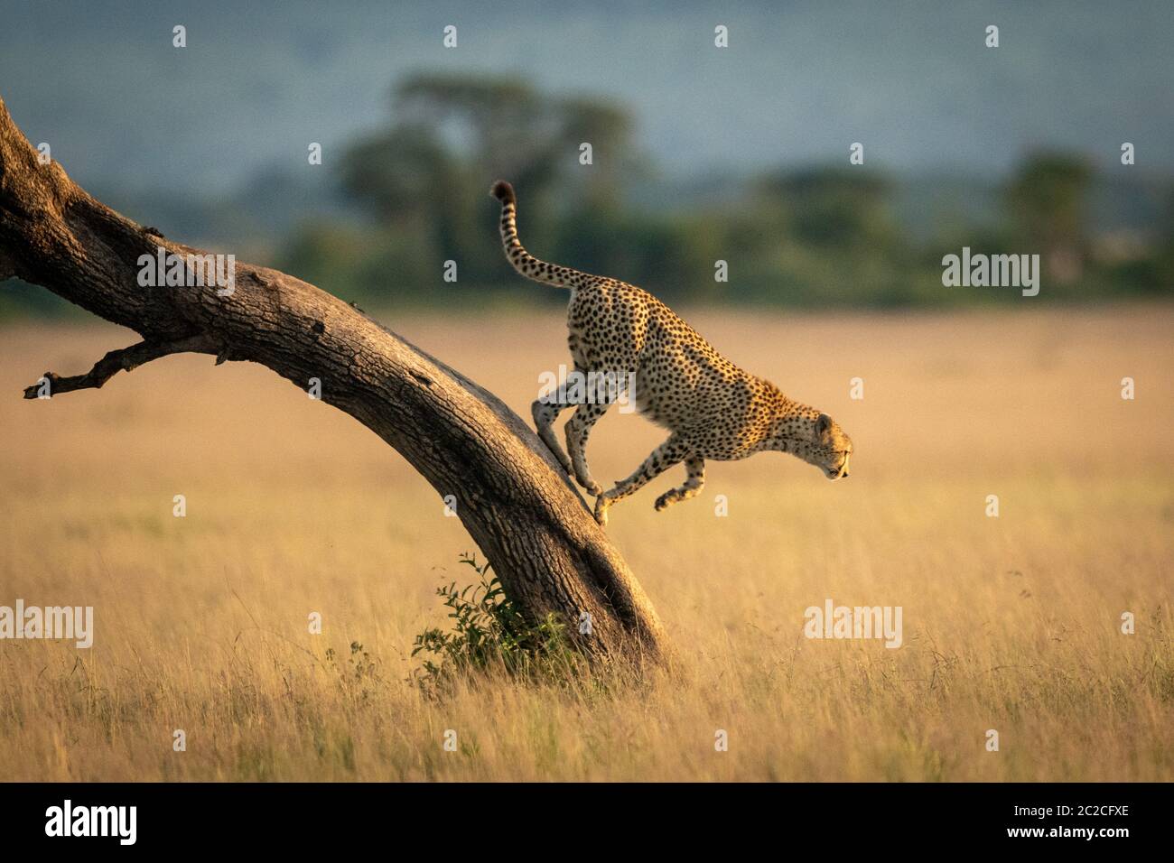 Cheetah jumps down from tree in sunshine Stock Photo - Alamy