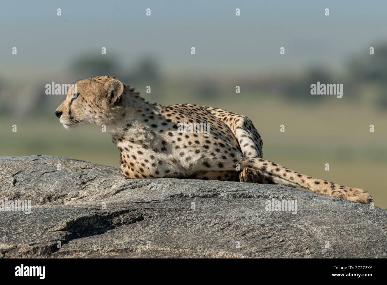 Tanzania safari cheetah rock hi-res stock photography and images - Alamy