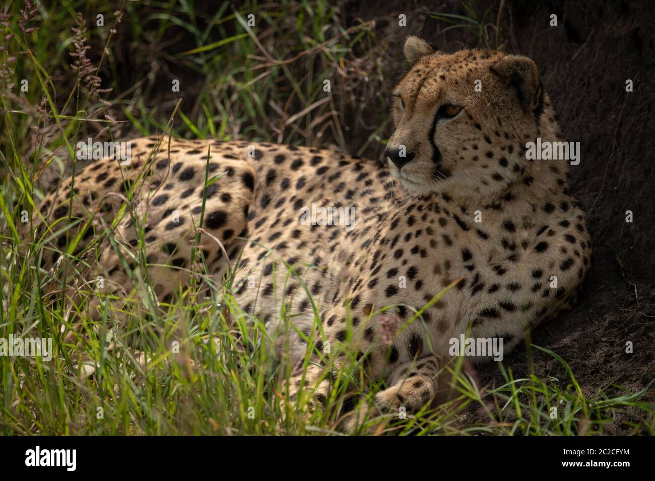 Earth bank hi-res stock photography and images - Alamy