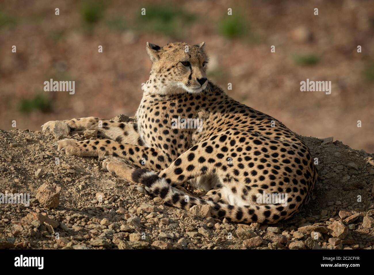 Tanzania safari cheetah rock hi-res stock photography and images - Alamy