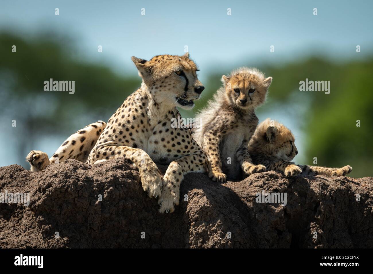 Cheetah lies by two cubs on mound Stock Photo - Alamy