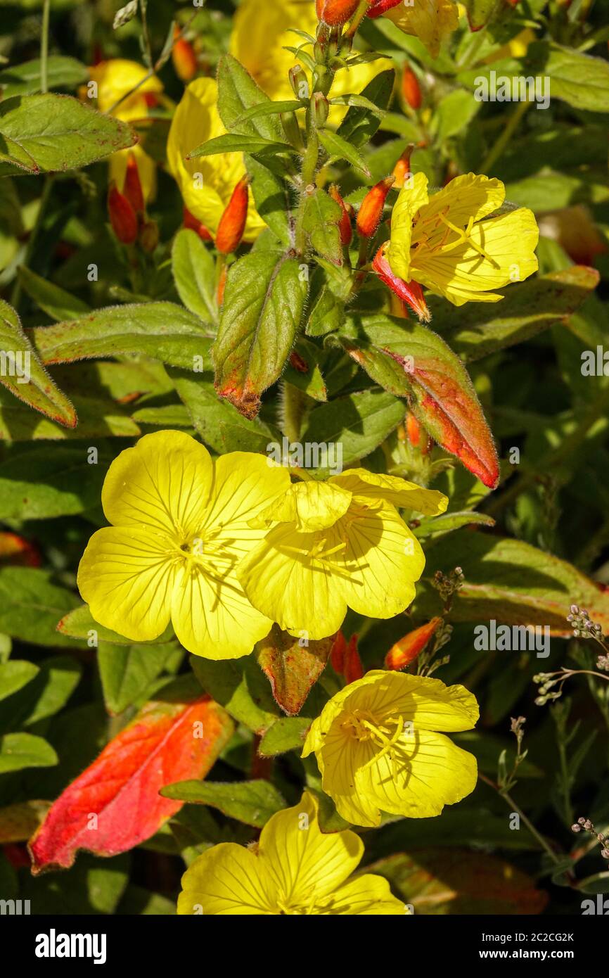 Oenothera pilosella yella fella hi-res stock photography and images - Alamy