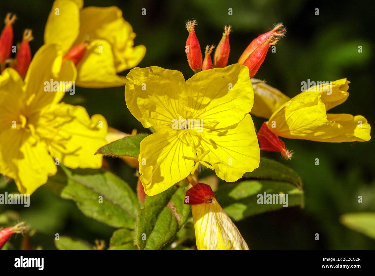 Fella hi-res stock photography and images - Alamy